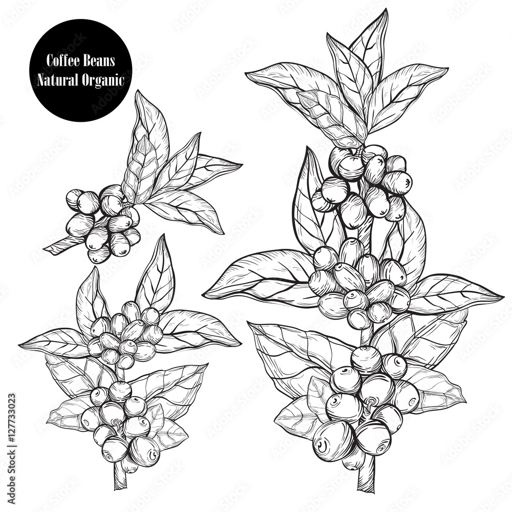 Coffee Bean Plant Vector