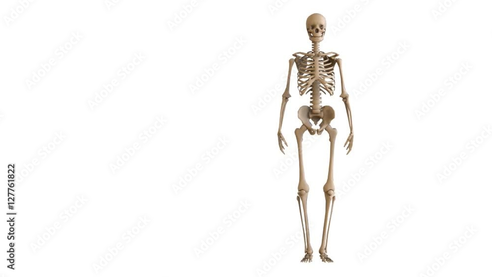 The layout of the human skeleton. Skeleton on white background. 3d ...