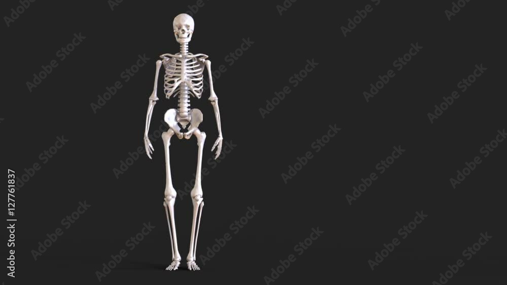 Plastic glossy layout of the human skeleton. Skeleton on black ...