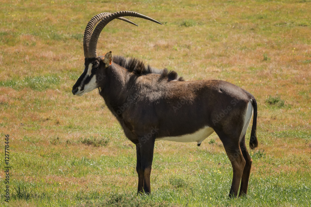 Sable antelope bull (Hippotragus niger) - Western Cape Province, South ...