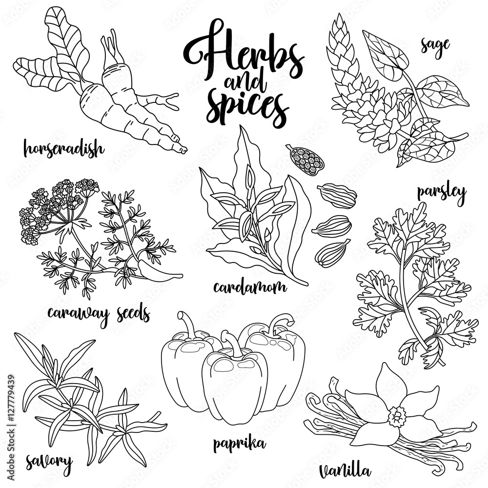 Spices and herbs vector set to prepare delicious healthy food. Contour ...