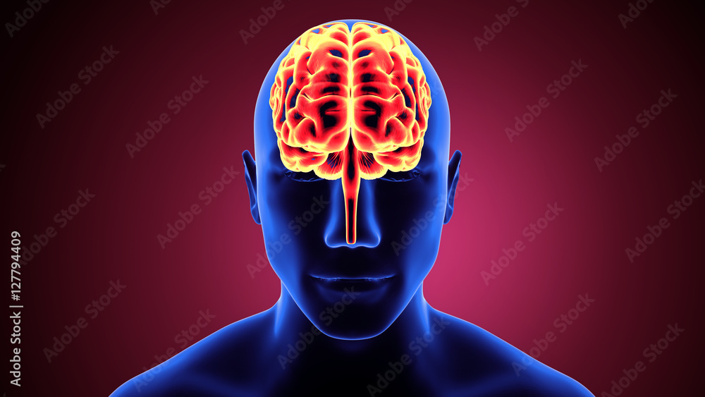 Human Organ Brain Anatomy Stock Illustration | Adobe Stock