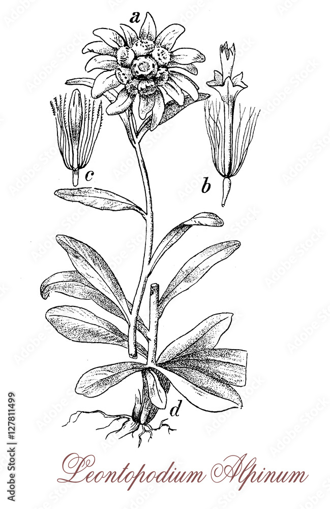 National Flower Of Austria | Best Flower Site