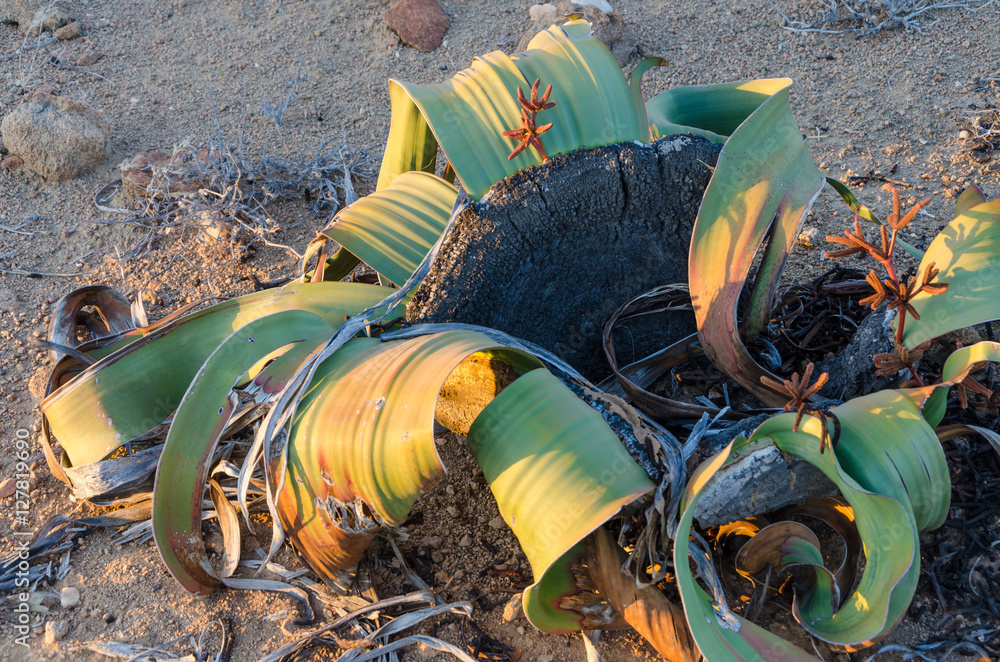 Welwitschia Mirabilis plant growing in the hot arid Namib Desert of ...