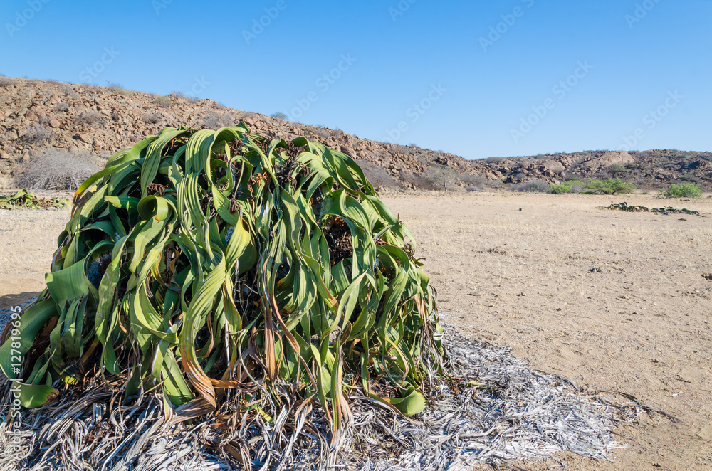 Largest known Welwitschia Mirabilis plant growing in the hot arid Namib ...