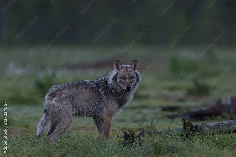 Gray wolf (Canis lupus) at night in summer. Finland. Taiga. Stock Photo ...