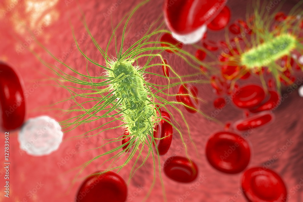 Escherichia coli bacterium in blood, 3D illustration. Sepsis ...