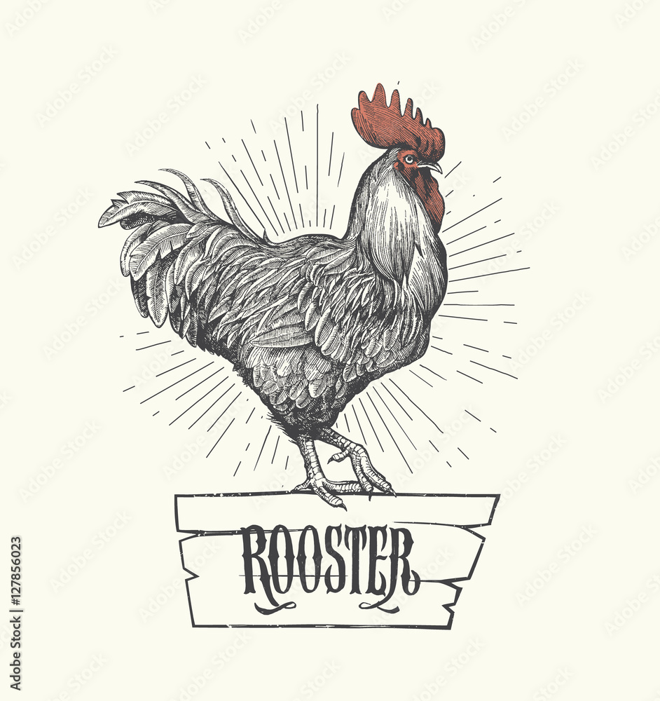 Rooster in graphic style, hand drawn illustration. Symbol of 2017 ...