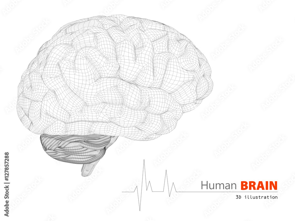 illustration of human brain on white background Stock Illustration ...