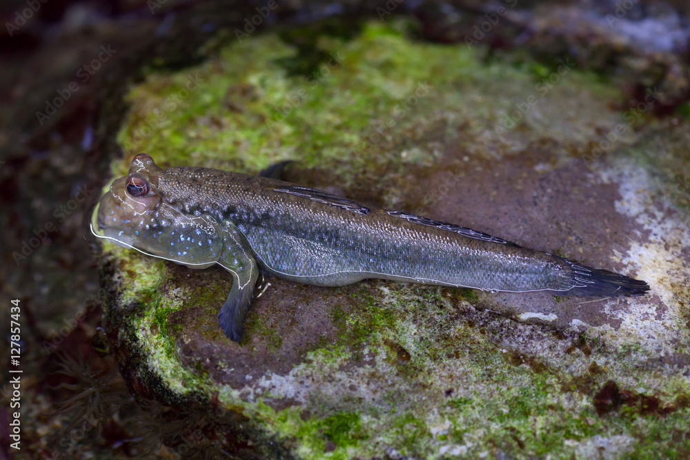 Atlantic mudskipper (Periophthalmus barbarus). Stock Photo | Adobe Stock