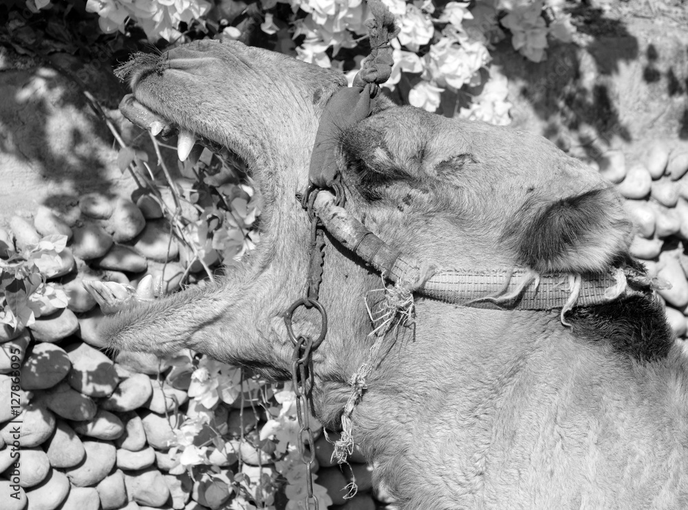 Camel yawning, camel is an ungulate bearing distinctive fatty deposits ...