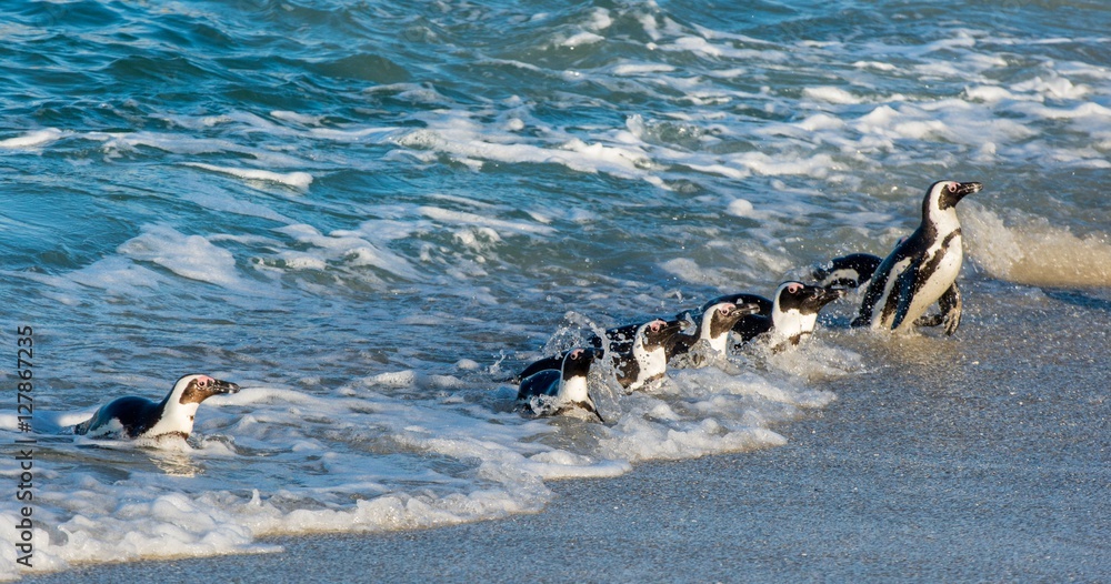 African Penguins Swimming