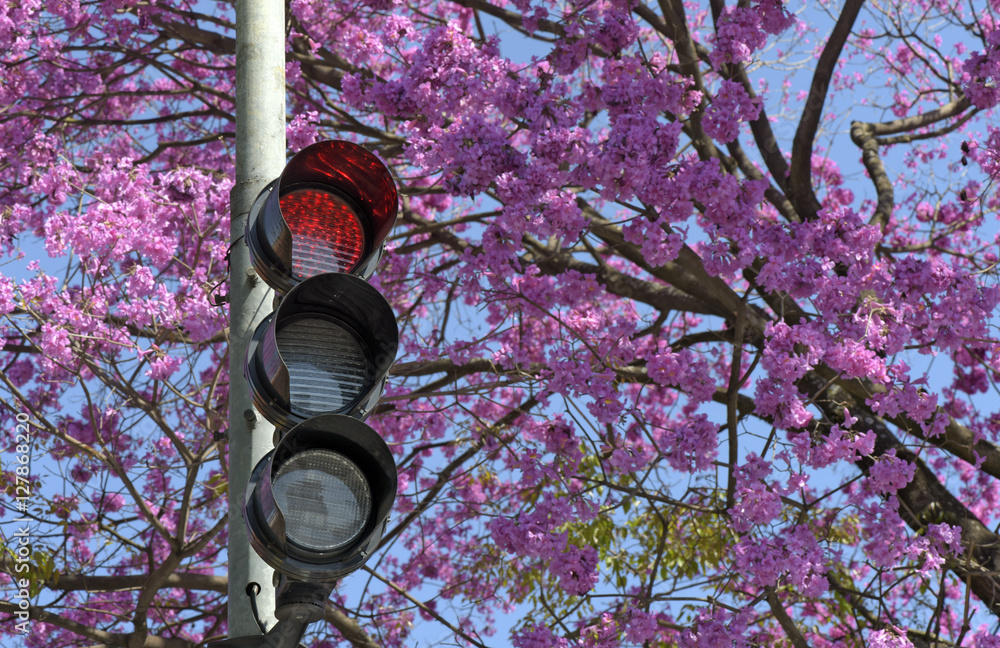 Red sign in traffic light in front of flowering pink tree Stock Photo ...