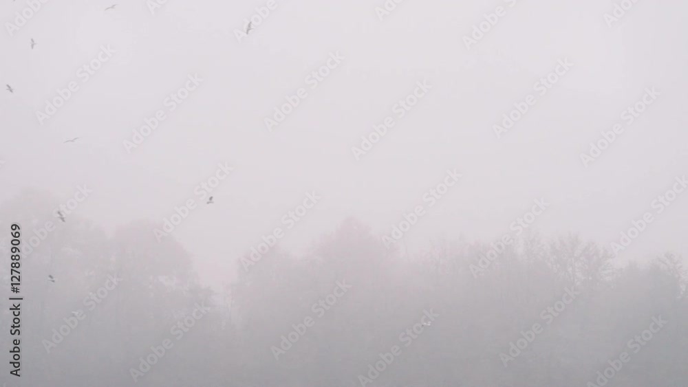 Birds flying and trees in the fog Stock-Video | Adobe Stock