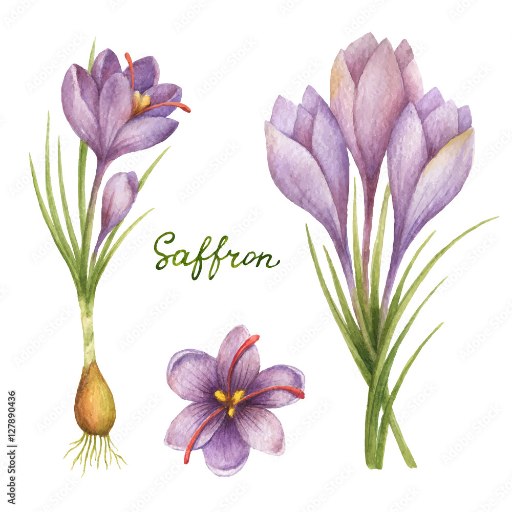 Watercolor vector illustration of saffron. Stock Vector | Adobe Stock
