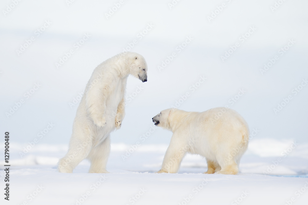 Fighting Polar Bear