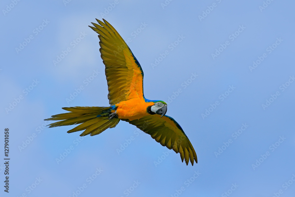 Beautiful Bird In Flight