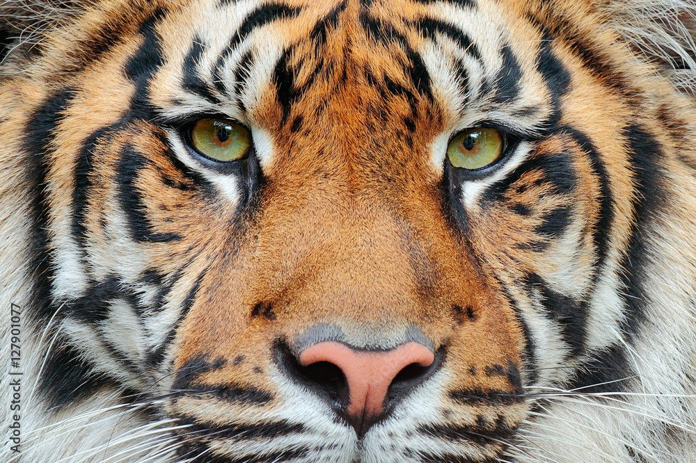 Tiger Close Up Face Tiger Close Up Face