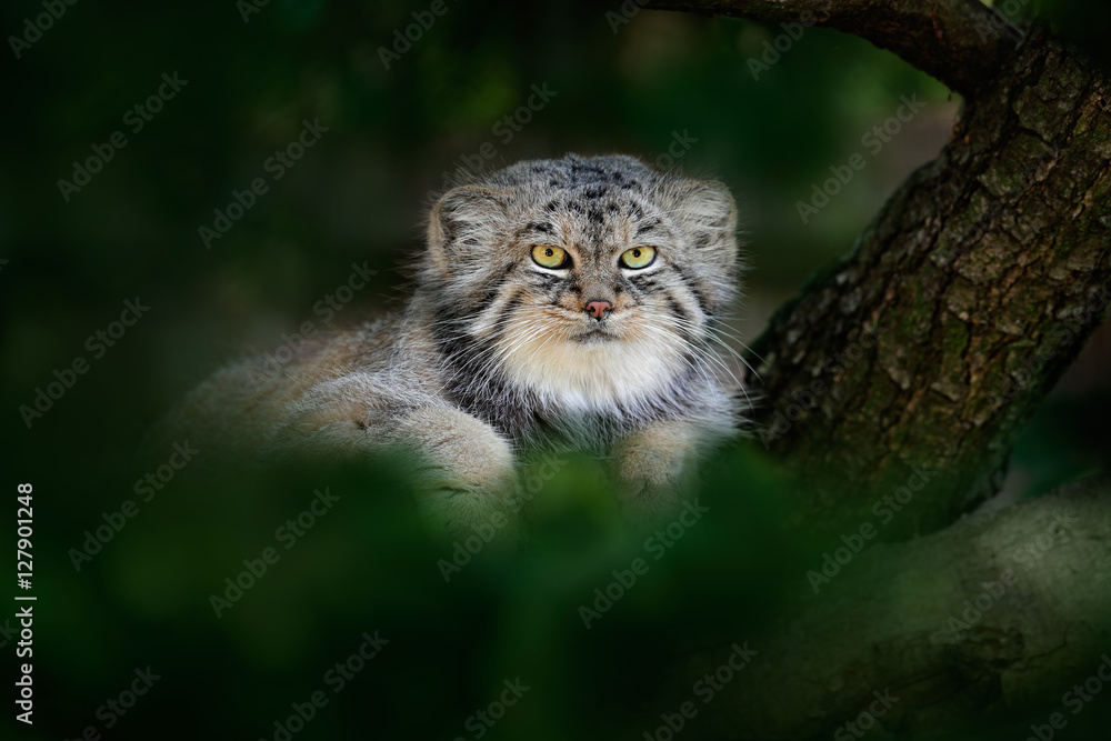 Pallas's cat or Manul, Otocolobus manul, cute wild cat from Asia. Manul ...