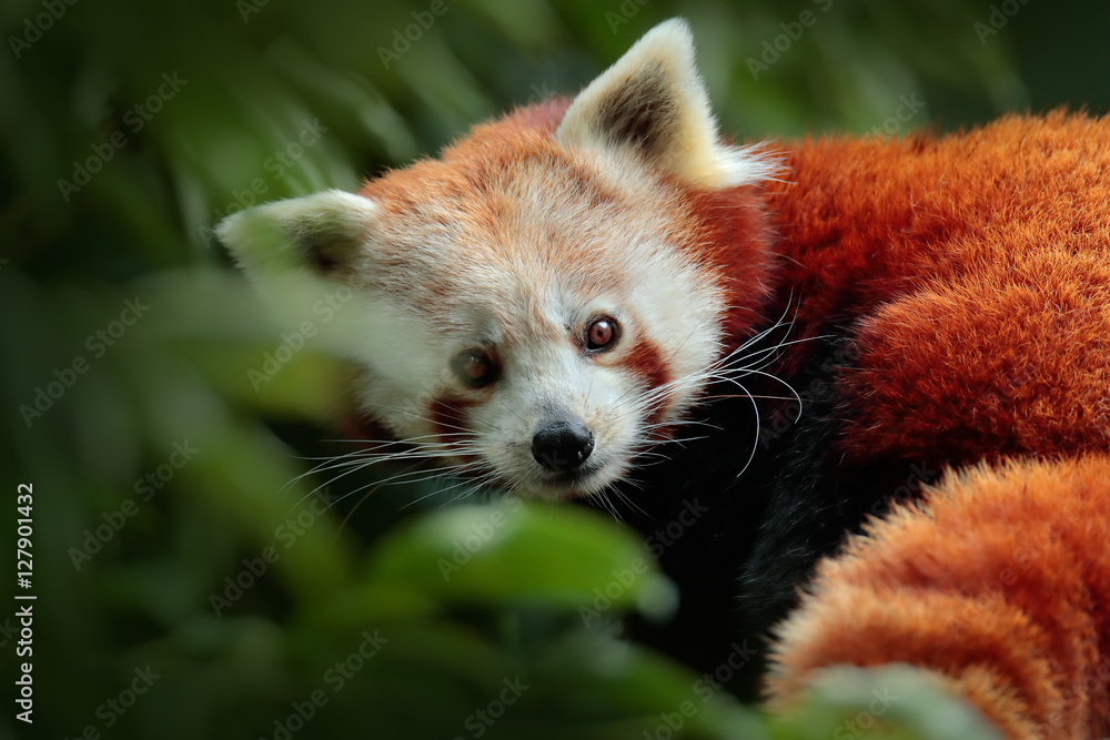 Beautiful Red panda lying on the tree with green leaves. Red panda ...