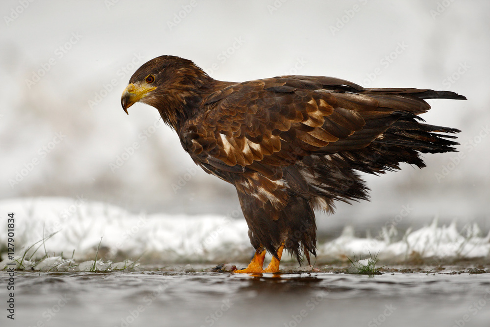 Golden Eagle Catching Fish