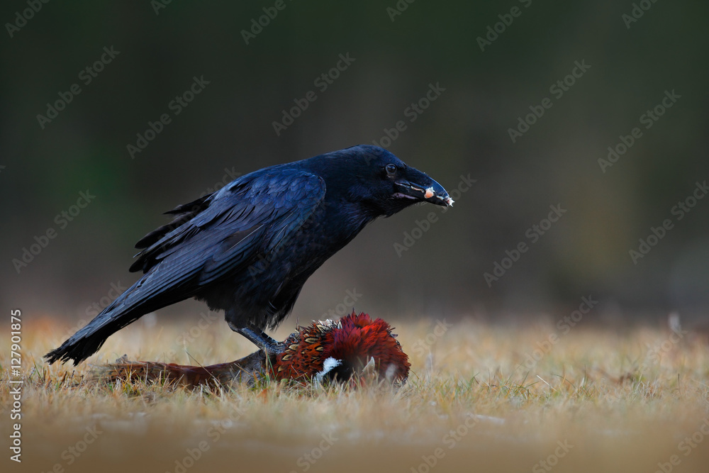 Black bird raven with dead Common Pheasant, Carcass in forest. Feeding ...