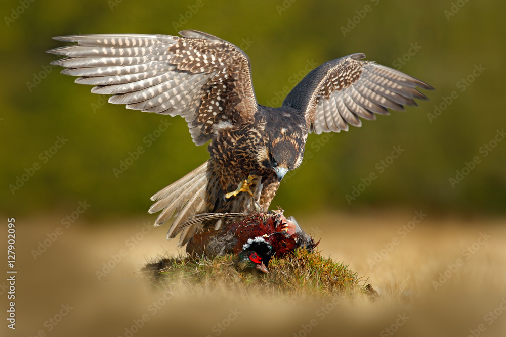 Peregrine Falcon Hunting Fish