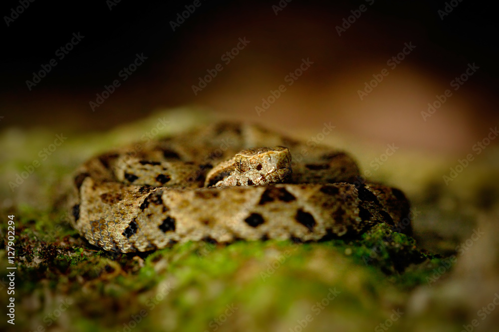 Poison snake in the nature habitat. Common Lancehead, Bothrops atrox ...