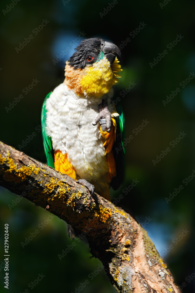 Black-headed Parrot, Pionites melanocephalus, in neture forest habitat ...