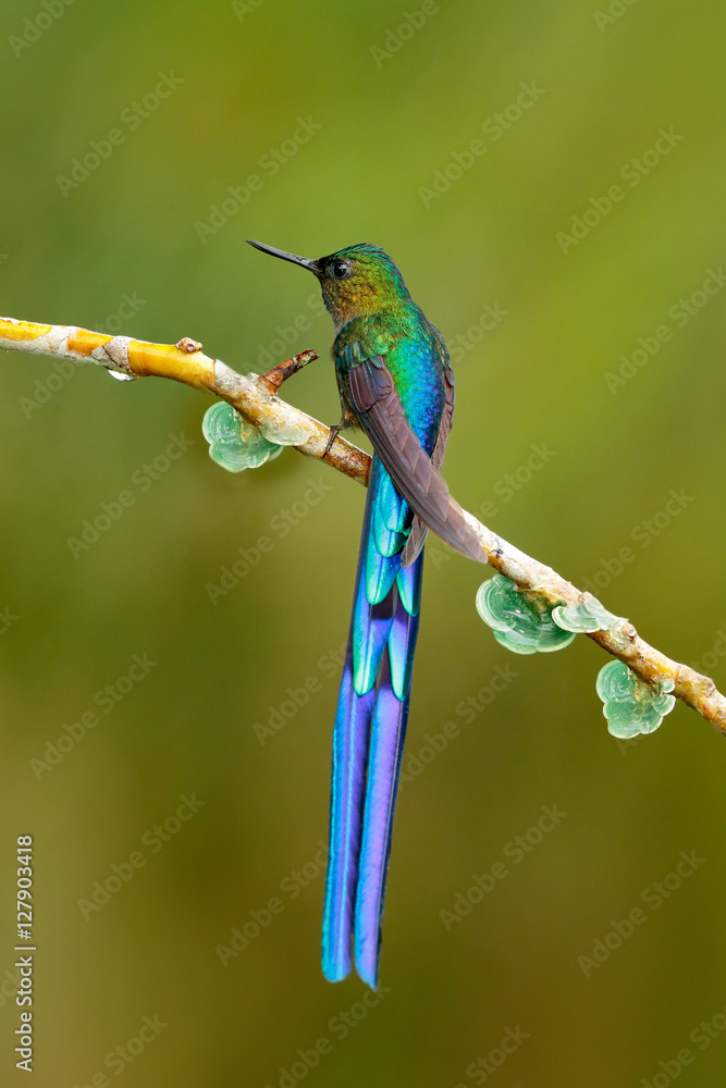 Stockfoto Bird with long tail. Beautiful blue glossy hummingbird with ...