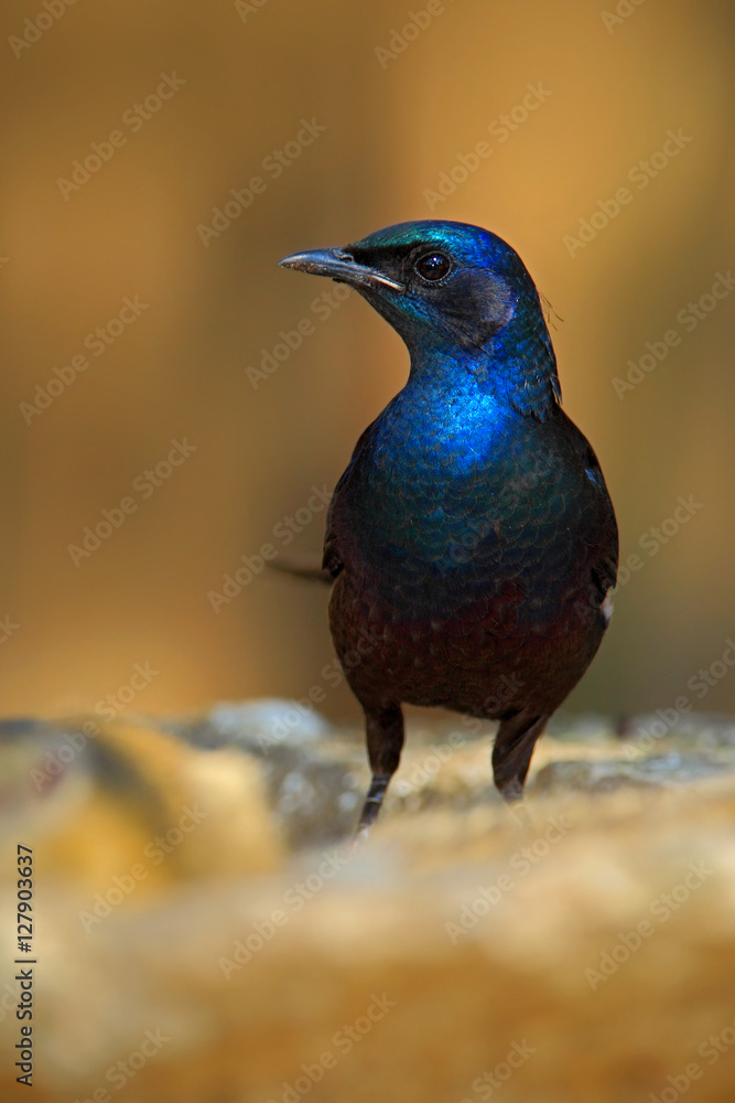 Meves's Long-tailed Starling, Lamprotornis mevesii, sitting on the ...