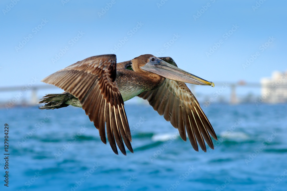 Pelican flying on thy evening blue sky. Brown Pelican splashing in ...
