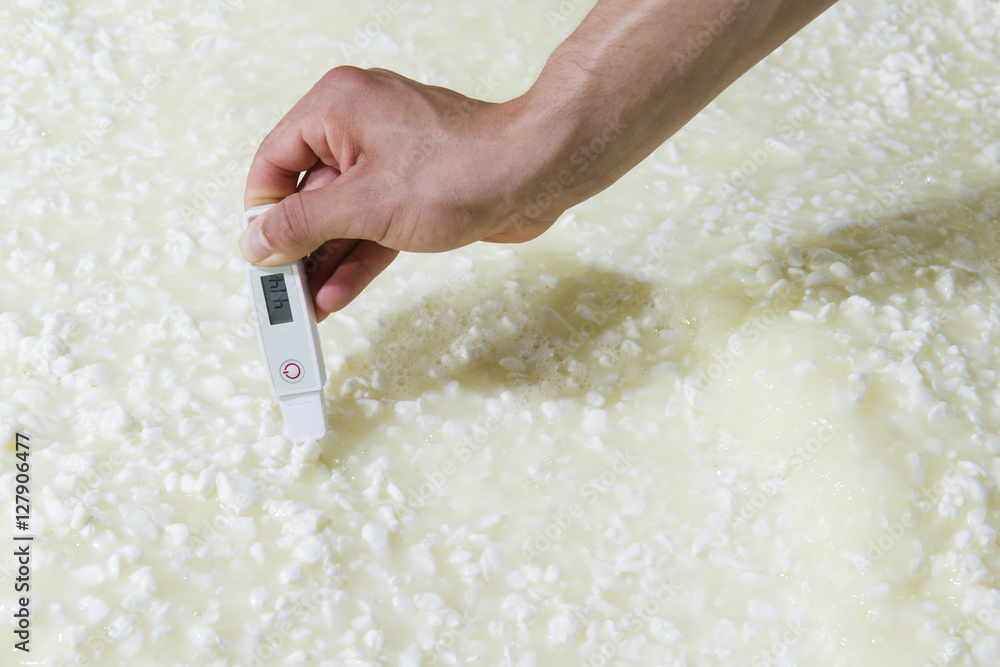 Cheesemaker measuring temperature with thermometer in a large steel ...