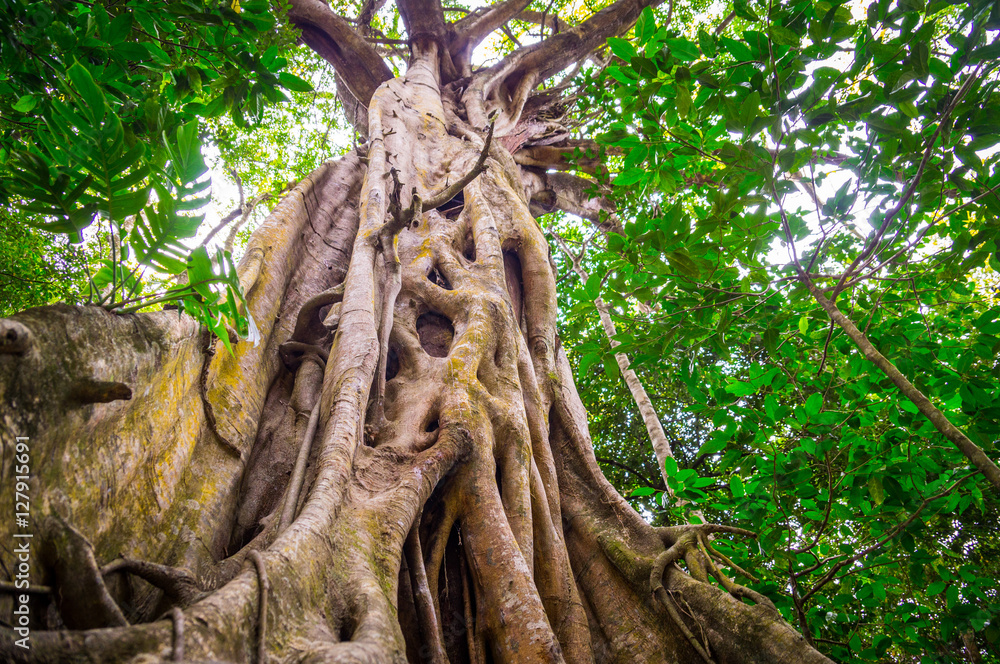 Fig Tree in Cape Tribulation rainforest Stock Photo | Adobe Stock