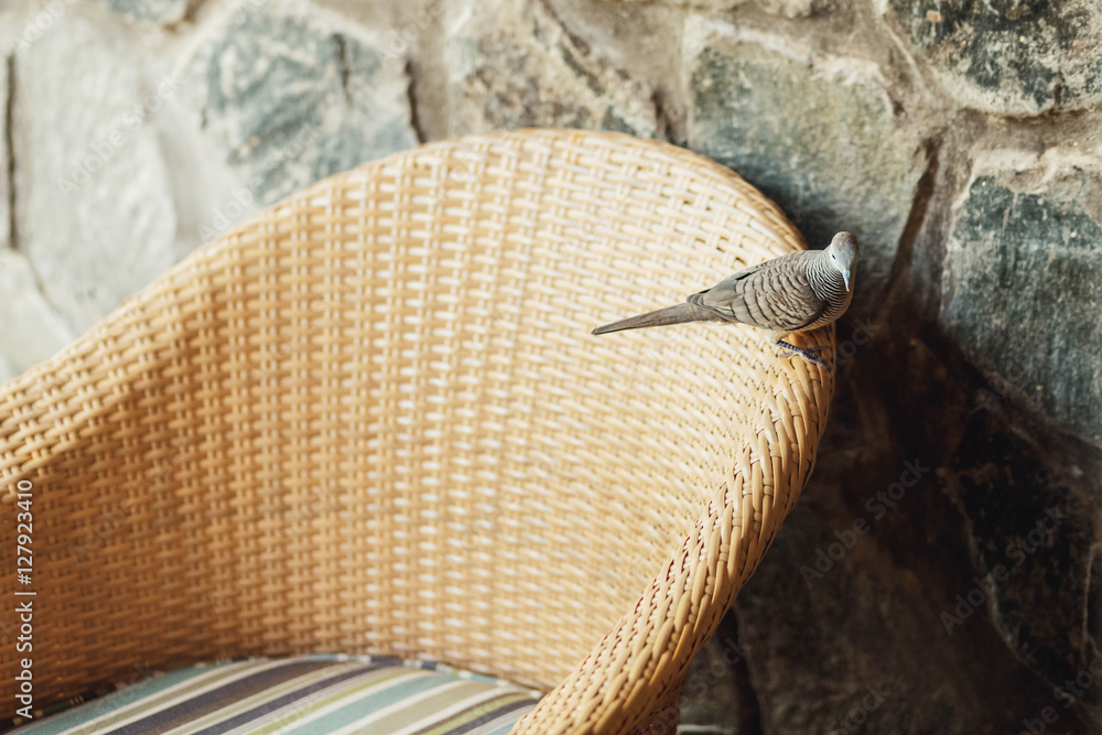 beautiful and gray little bird sitting on a wicker chair Stock-Foto ...