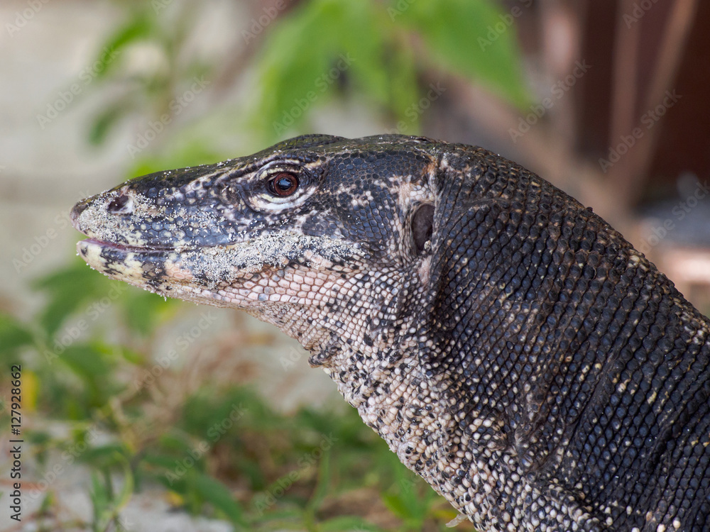 Water monitor lizard (Varanus salvator) on a beach on Mabul island ...