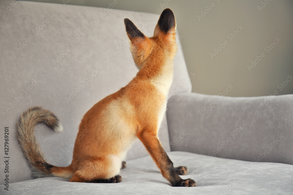 Cute fox cub sitting on sofa in room Stock Photo | Adobe Stock
