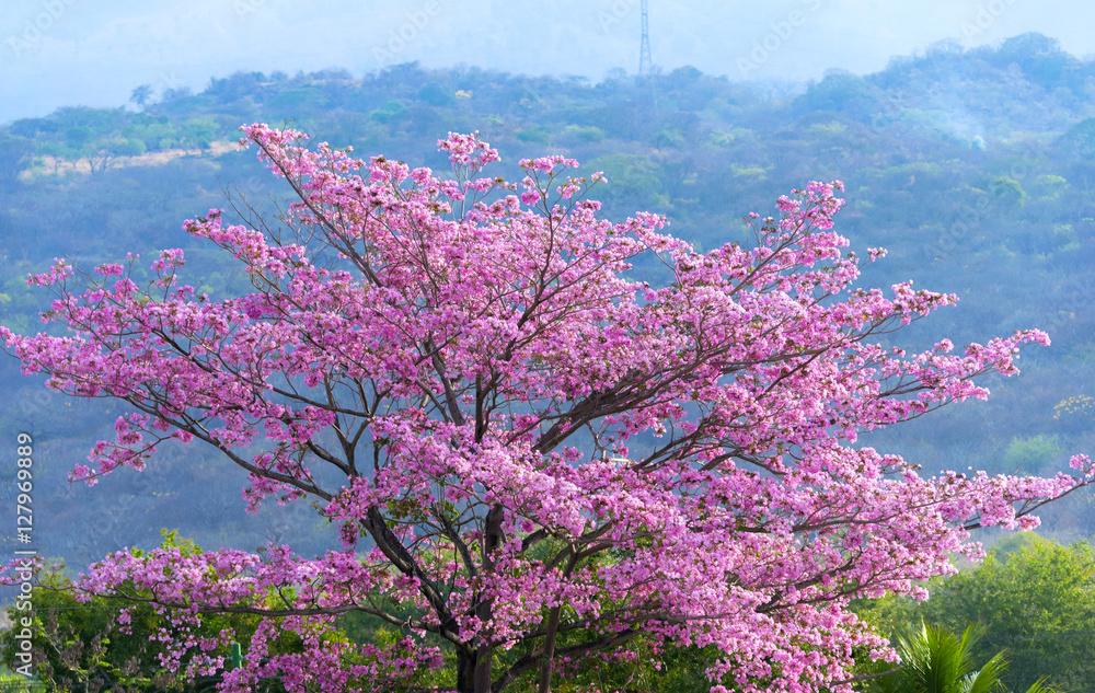 Beautiful blooming pink flower of Tabebuia heterophylla. (Trumpet Tree ...