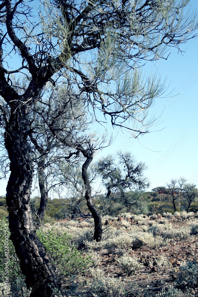 Corkbark Hakeas, Northern Goldfields, Western Australia Stock Photo ...