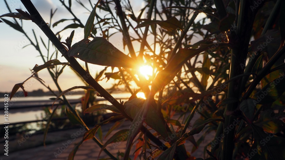 Golden Sunlight in twilight moment between tree leafs. Silhouette ...