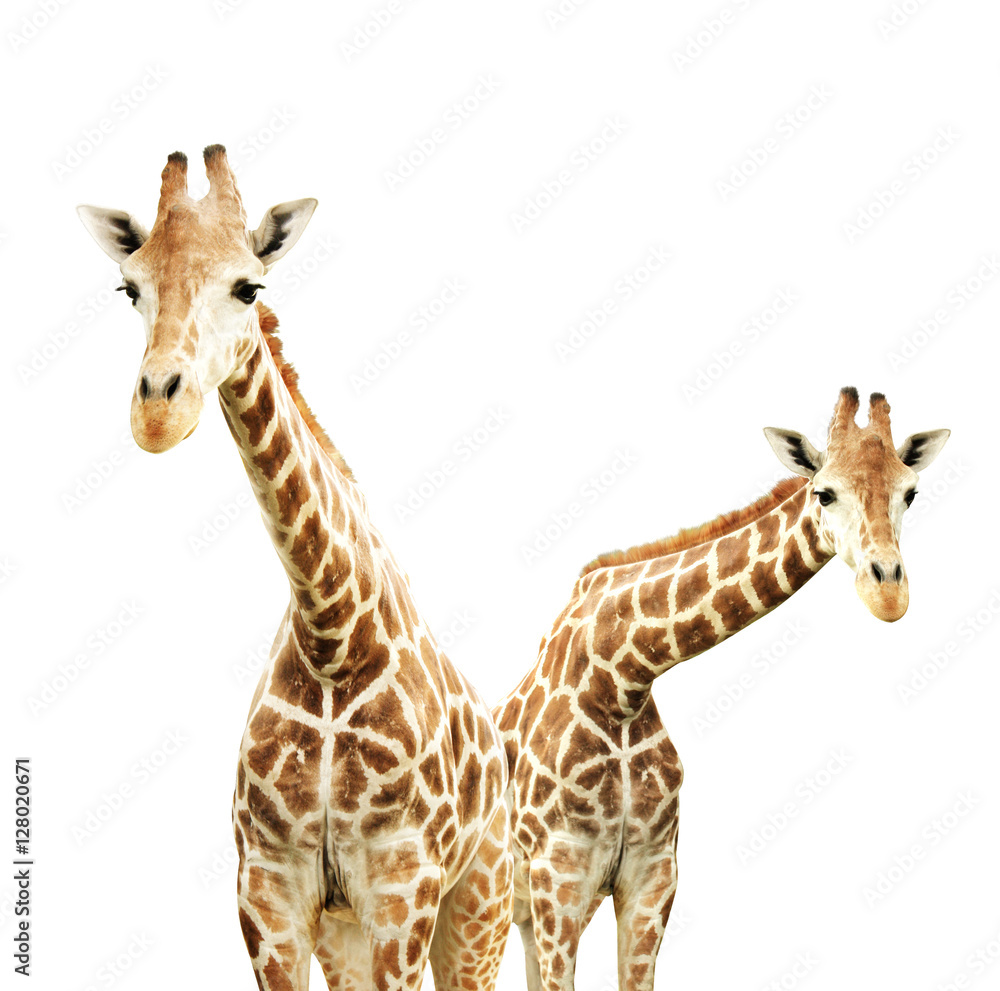 Two giraffes Stock Photo | Adobe Stock