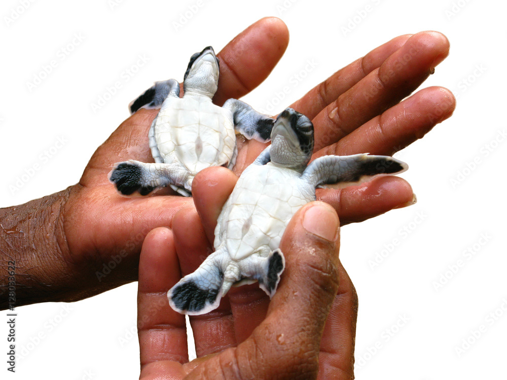Newborn sea turtles in the hands of staff, on white background, Ceylon ...