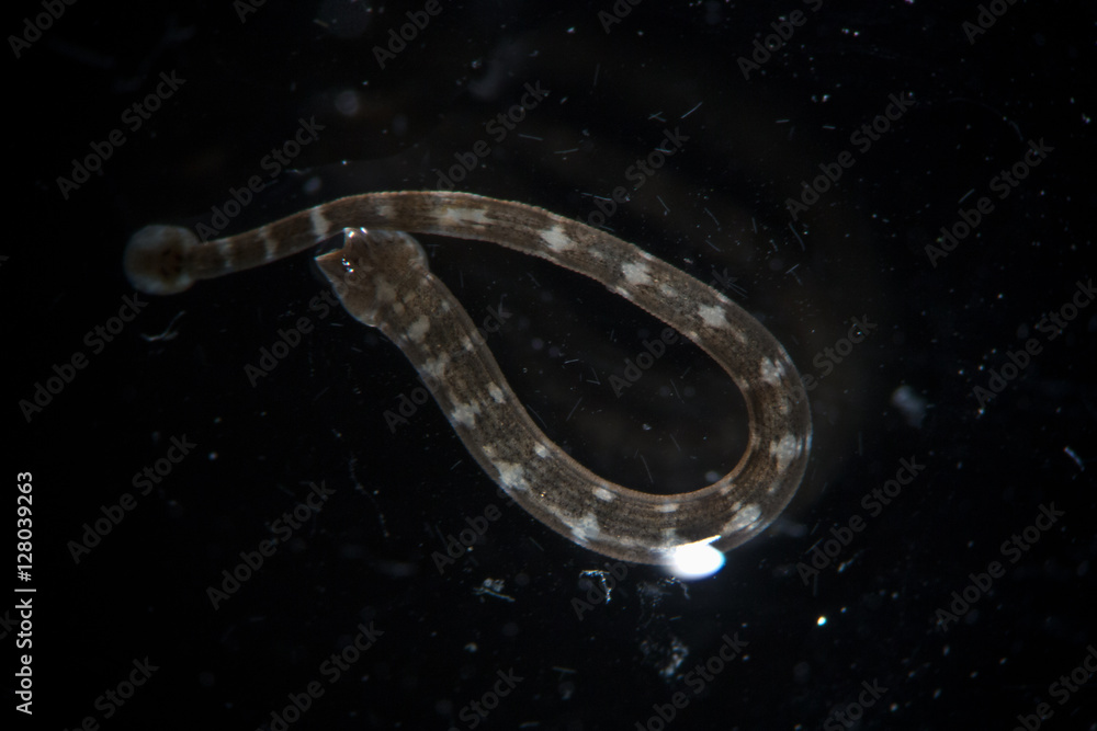 Freshwater leech Piscicola geometra by microscope. Parasite, disease of ...