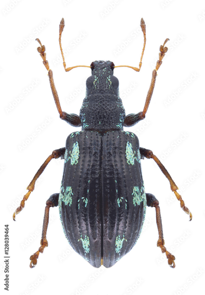 Beetle Polydrusus picus on a white background Stock Photo | Adobe Stock