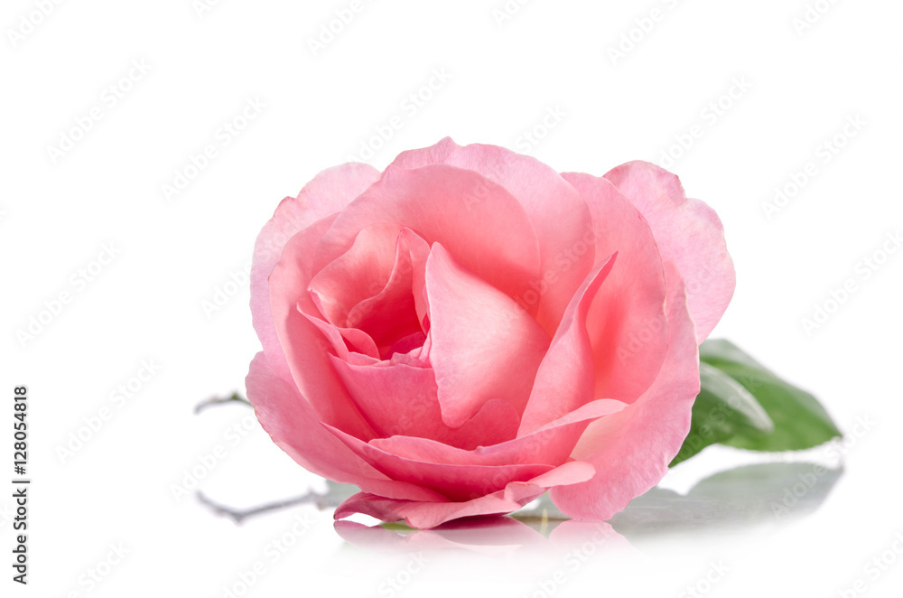 beautiful single pink rose lying down on a white background Stock Photo ...