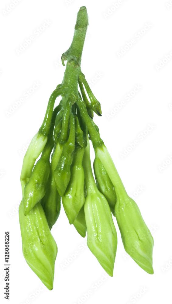 Organic food flower of Loroco. Guatemala. Fernaldia pandurata. Stock ...