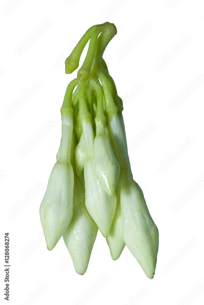 Organic food flower of Loroco. Guatemala. Fernaldia pandurata. Photos ...