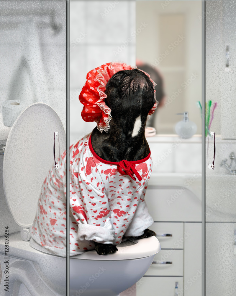 Funny Dog in a shower cap and pajamas sitting on the toilet in the ...