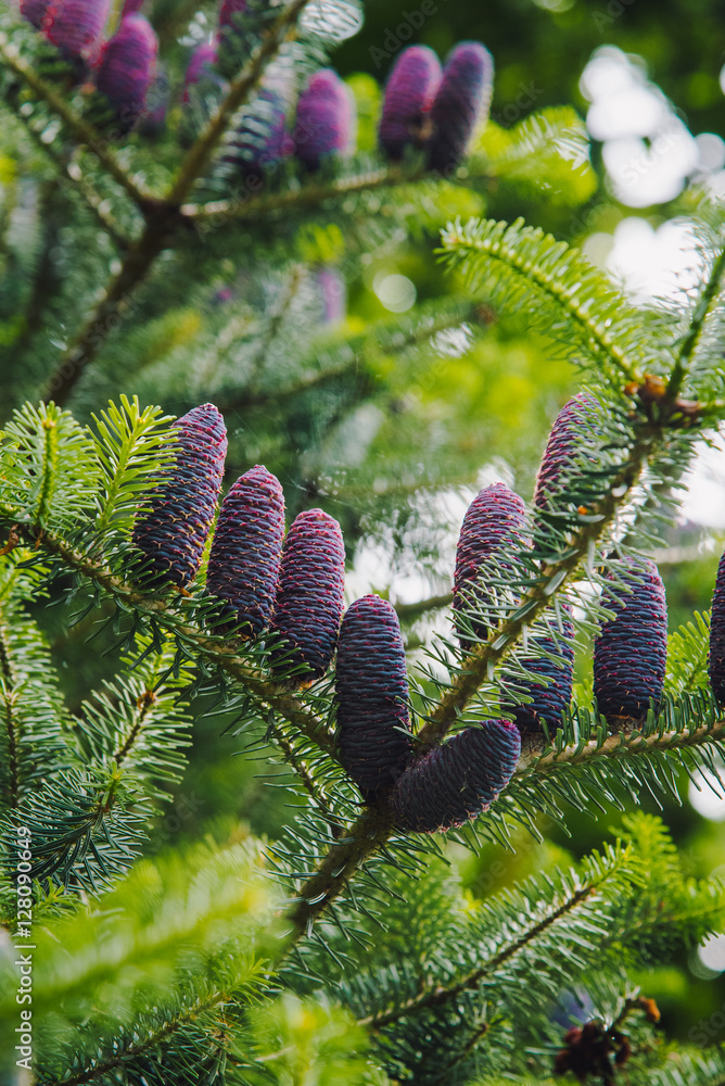 shallow deep of field purple pine cones on a Spruce tree Stock Photo ...