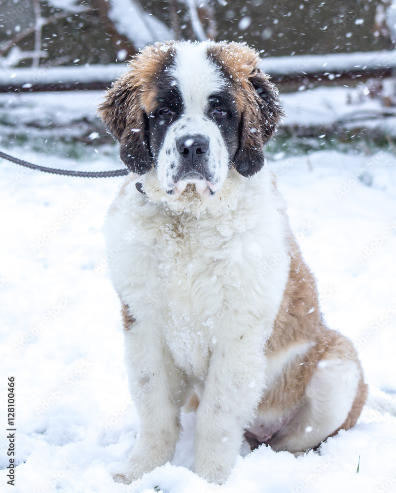 Saint Bernard puppy playing in the snow Stock Photo | Adobe Stock